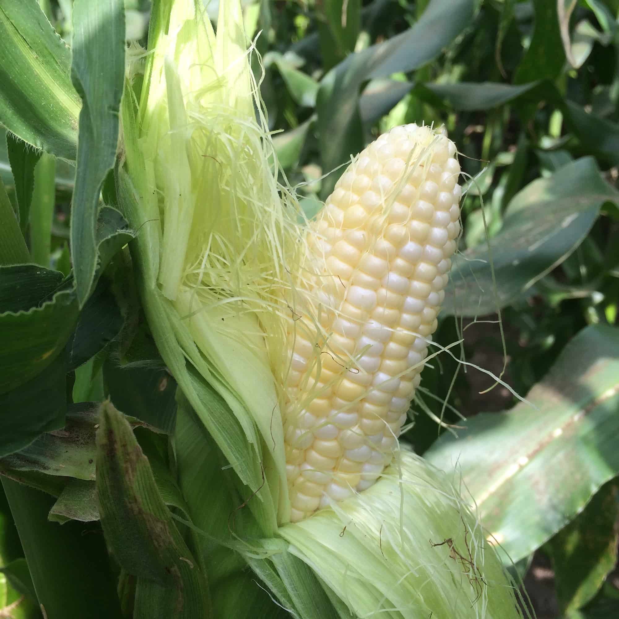 Glenna Farms - Gourmet Food & Gifts from Wisconsin